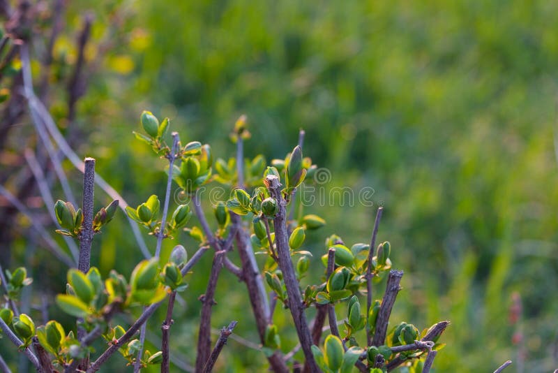 Young spring foliage stock image. Image of horizontal - 13822149