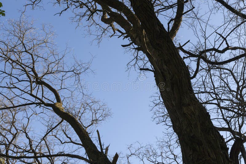Young Spring Foliage of Trees in the Spring Season Stock Photo - Image ...