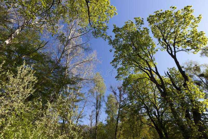 Young Spring Foliage of Trees in the Spring Season Stock Image - Image ...
