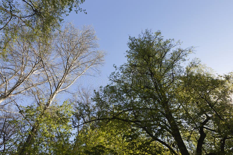Young Spring Foliage of Trees in the Spring Season Stock Image - Image ...