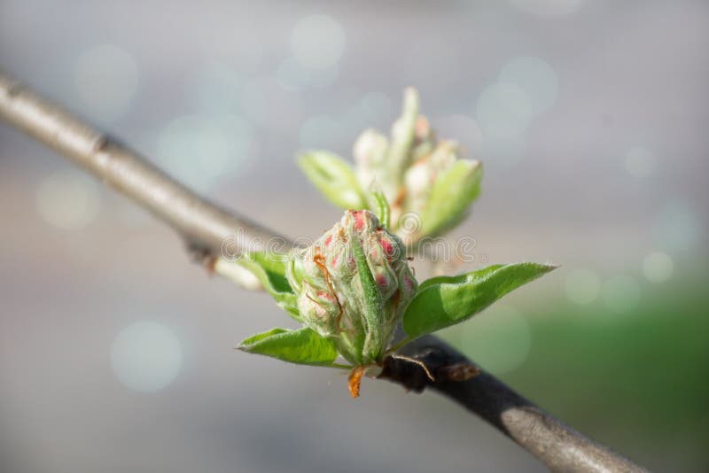 Young Spring Sprouts on a Tree Stock Photo - Image of buds, blossom ...
