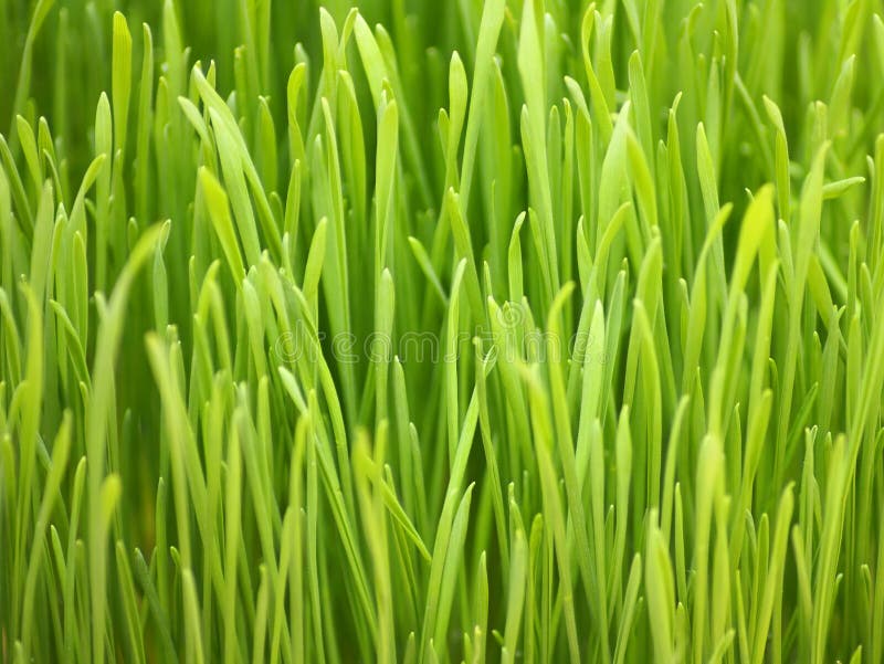 Young spring grass stock photo. Image of horizontal, landscape - 12159406