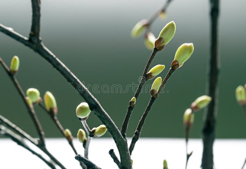 Green buds on the branch stock image. Image of fresh - 114148475