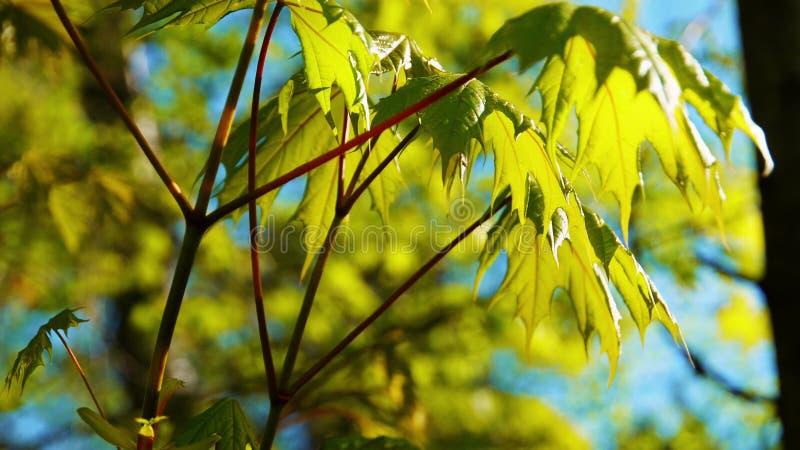 The Young Spring Greens of a Maple Tree Against the Background of a ...