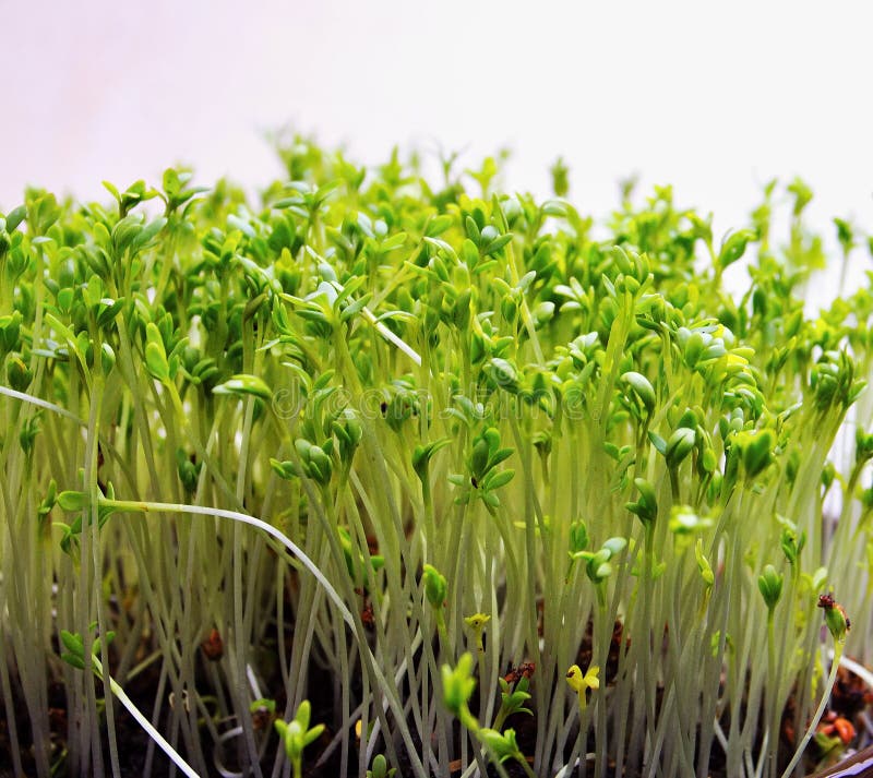 Young spring herbs stock image. Image of rural, isolated - 69957333
