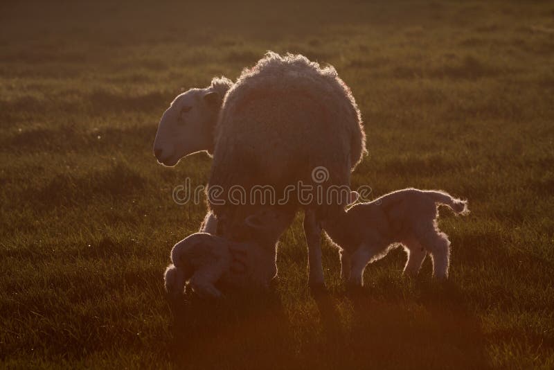 Young spring lambs stock image. Image of grassland, livestock - 18556687