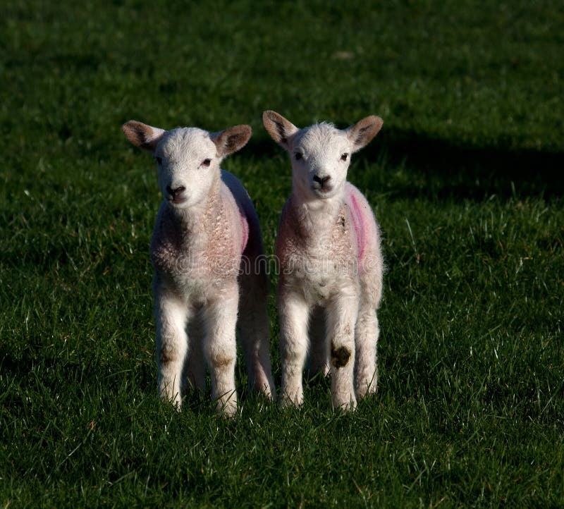 Young spring lambs stock image. Image of cute, animal - 18736929