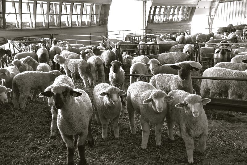 Young Spring Lambs in a Lounging Shed Stock Image - Image of black ...