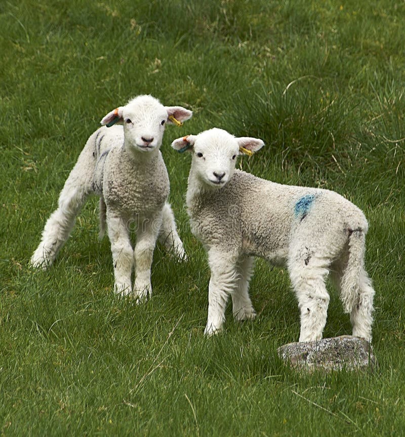Young Spring Lambs stock image. Image of pinfoldphotos - 277181519