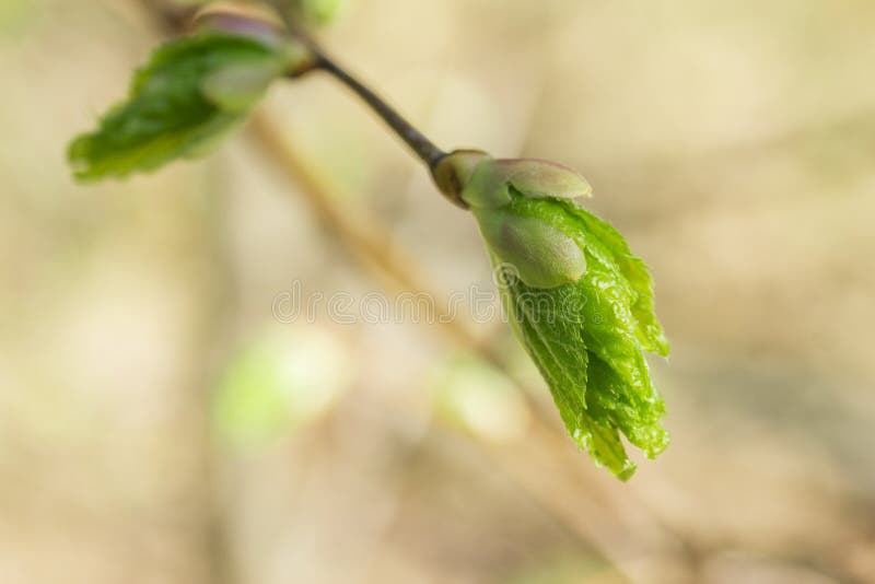 Young Spring Leaf on a Thin Branch Closeup Stock Image - Image of ...