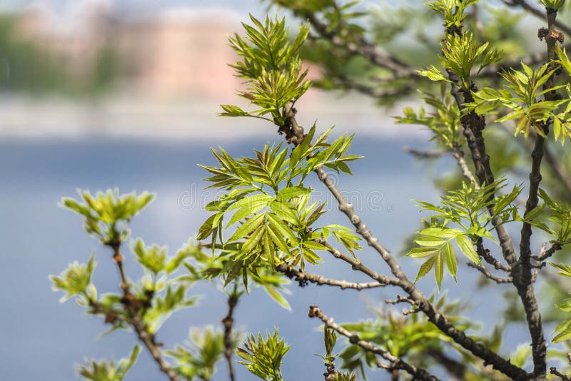 Spring Leaf on Tree Branches Stock Image - Image of cloud, environment ...