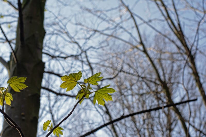 Young Spring Leafs, Selective Focus Stock Image - Image of spring ...