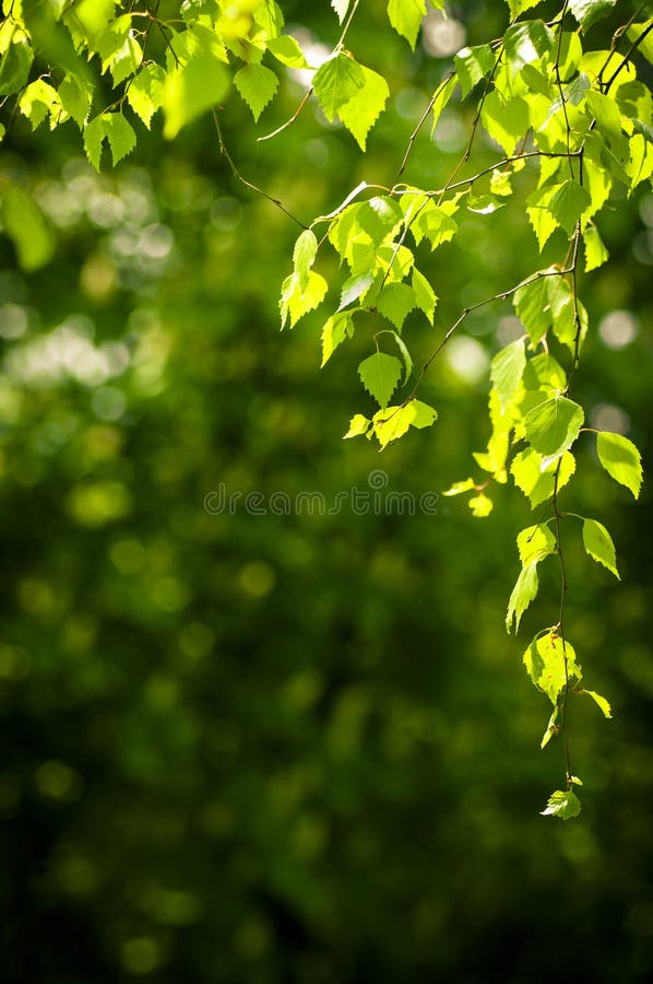 Oak leaves stock image. Image of background, blurry, leaves - 5498809