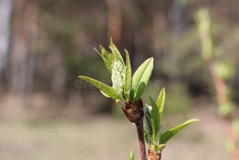 Young Spring Leaves of Bird-Cherry Tree with Unblown Flower Buds ...