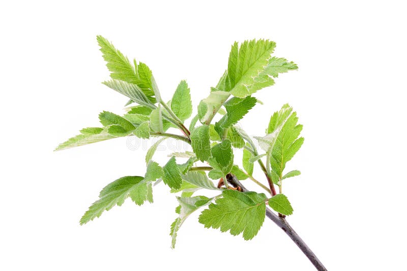 Young Spring Leaves on the Branch Stock Image - Image of living, branch ...