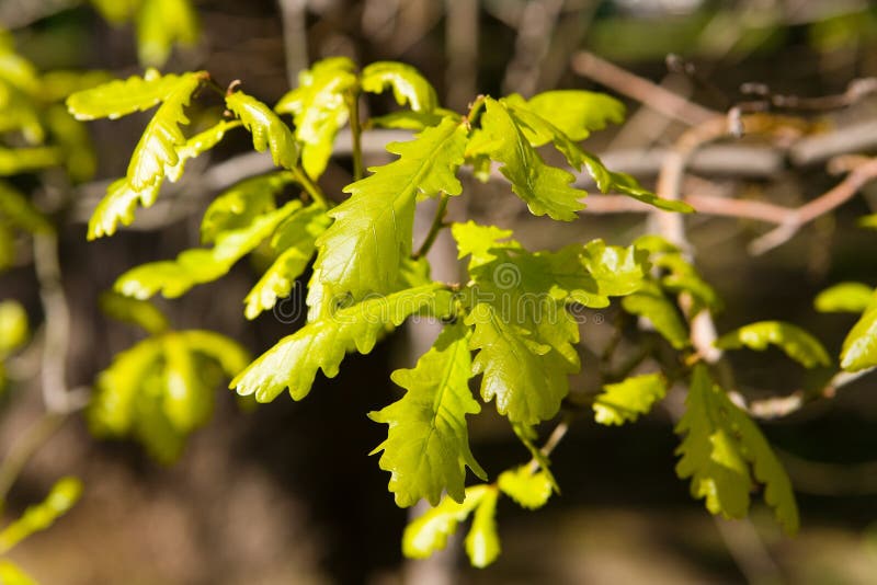 Young Spring Leaves on a Branch of an Oak Tree. Stock Photo - Image of ...
