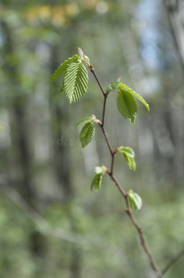 Young spring leaves stock photo. Image of light, leaves - 40391448