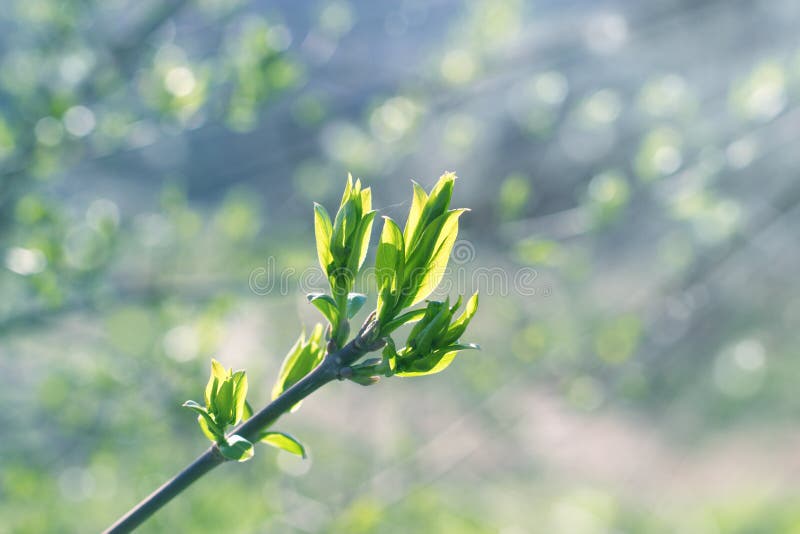 Young Spring Leaves in Forest - Beautiful Nature in Spring Stock Image ...