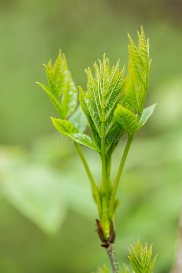Young Spring Leaves on Green Background Stock Image - Image of ...