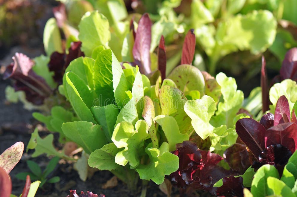 Young Spring Lettuce stock image. Image of harvest, freshness - 54283873