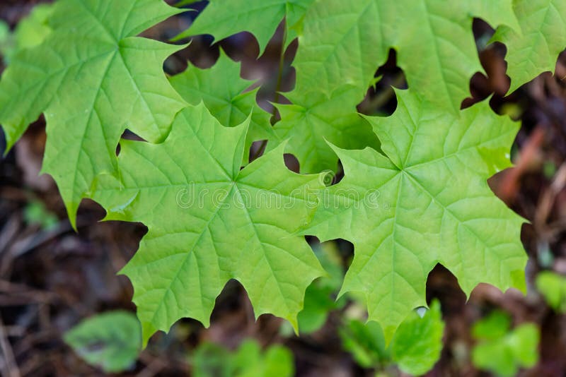 Young Spring Maple Tree Leaves on Green Background Stock Image - Image ...