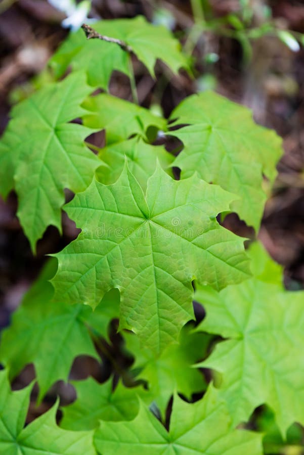 Young Spring Maple Tree Leaves on Green Background Stock Image - Image ...