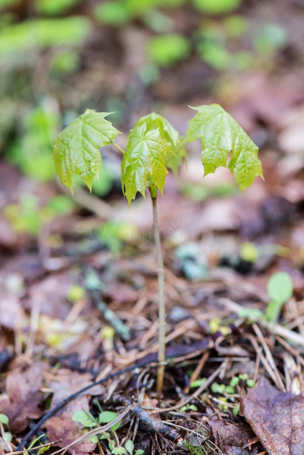 Young Spring Maple Tree Leaves on Green Background Stock Photo - Image ...