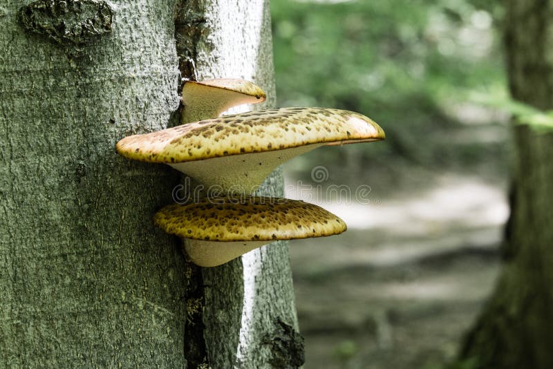 Young, Spring Mushrooms on a Tree in a Beech Forest Stock Photo - Image ...