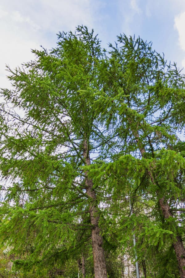 Young Spring Needles on Larch on Blue Sky Background Stock Image ...