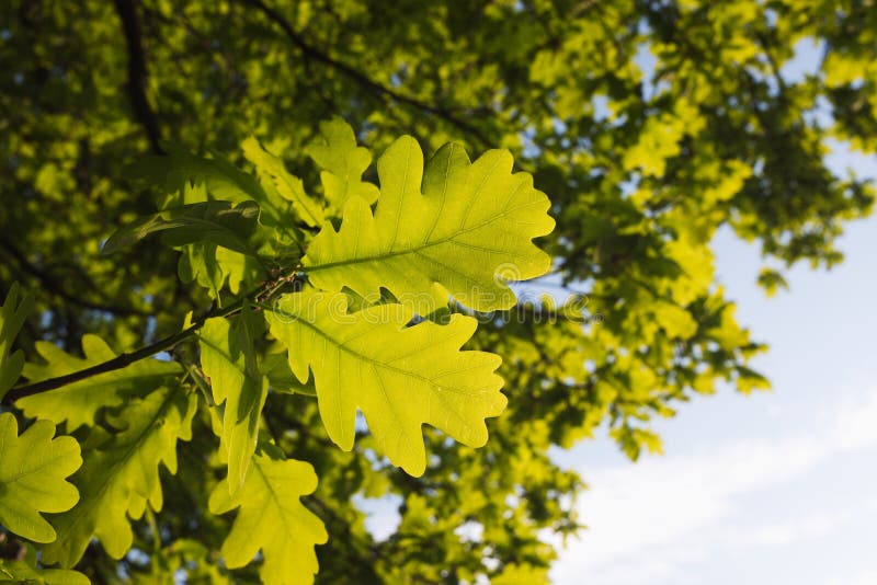 Young Spring Oak Leaves Shining Green in Low Sunlight. Smooth Buttery ...