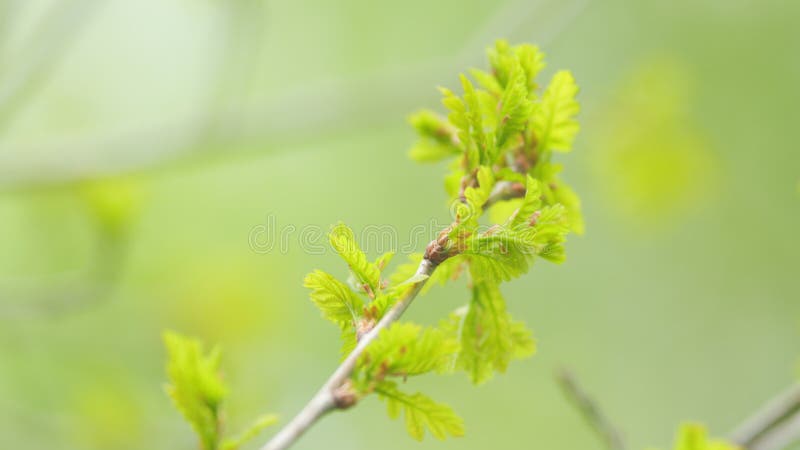 Young Spring Oak Leaves in the Sun Rays. Fresh Spring Leaves of a Young ...