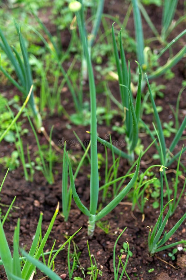 Young Spring Onion Sprout in Summer Garden Stock Photo - Image of ...