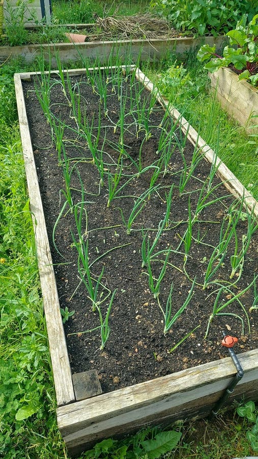 Young Spring Onions Growing in Raised Garden Bed with Irrigation System ...