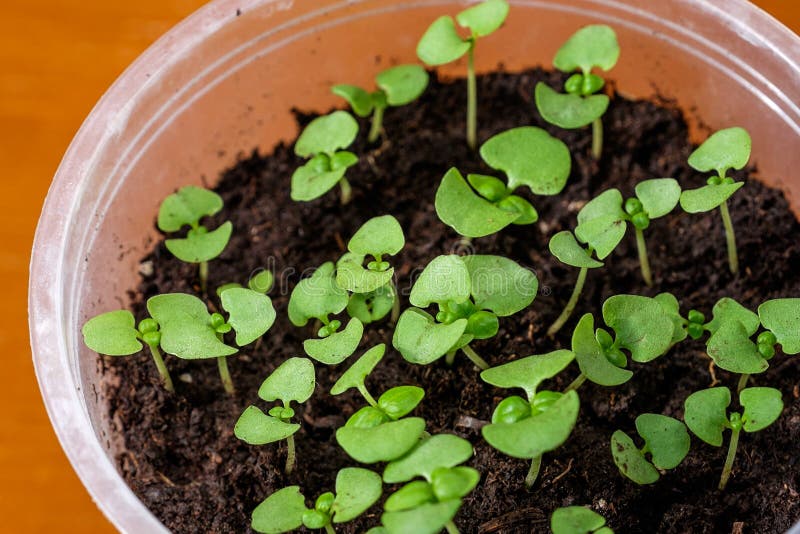 Young Spring Seedlings of Basil in a Pot. Seedlings of Fragrant Herbs ...