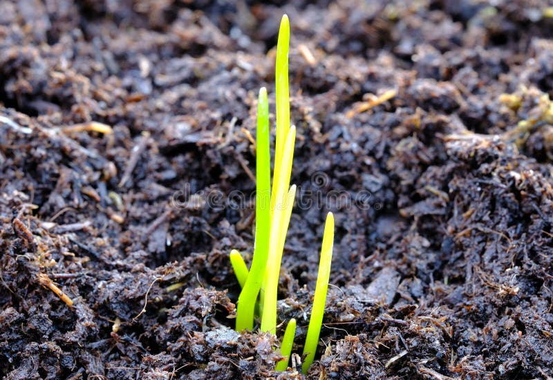Young Spring Shoots of Greenery on the Plantation Stock Image - Image ...