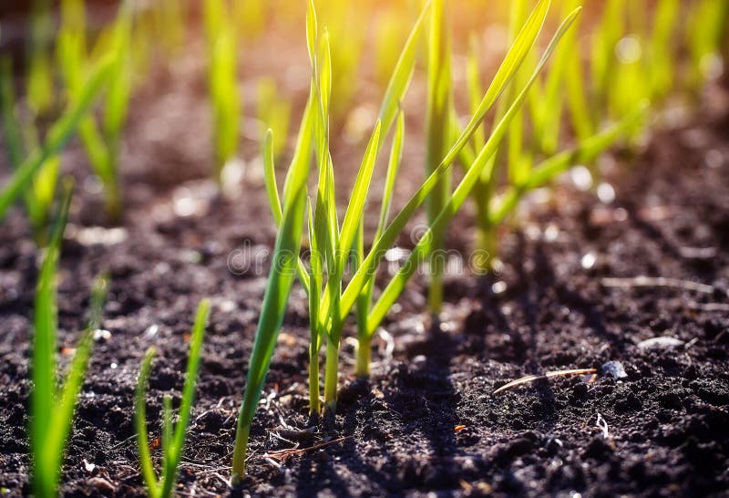 Young Spring Shoots on Plantation Stock Image - Image of agriculture ...