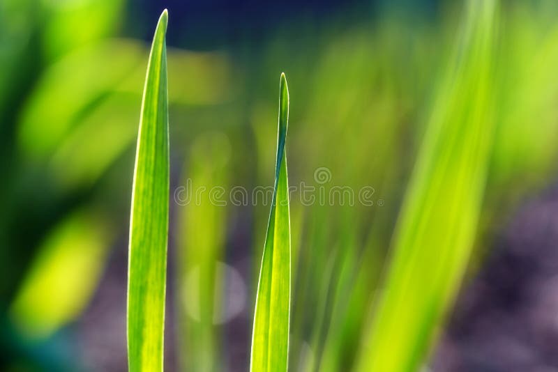Young Spring Shoots on Plantation Stock Image - Image of gardening ...