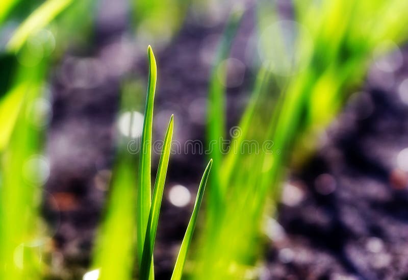 Young Spring Shoots on Plantation Stock Photo - Image of environmental ...