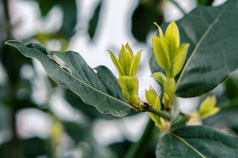 Young Spring Shoots of Laurel Tree. Bright Light Green Leaves. the Buds ...