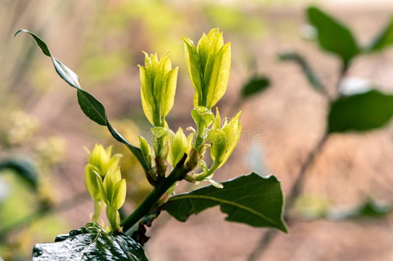 Young Spring Shoots of Laurel Tree. Bright Light Green Leaves. the Buds ...