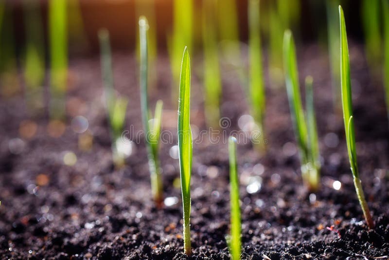 Young Spring Shoots on Plantation Stock Photo - Image of green, ground ...
