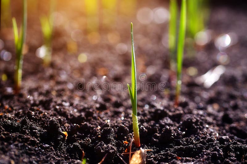 Young Spring Shoots on Plantation Stock Photo - Image of farmland ...