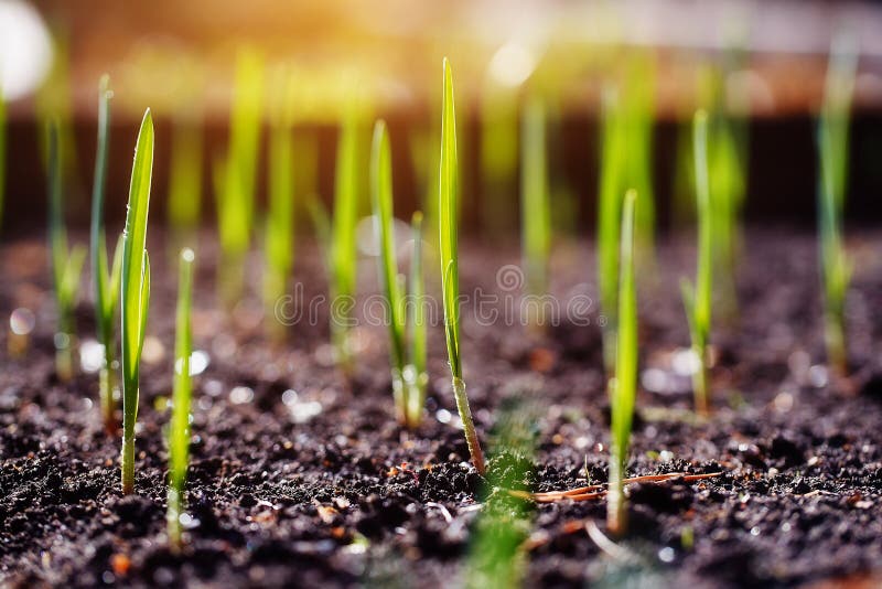 Young Spring Shoots on Plantation Stock Image - Image of food, land ...
