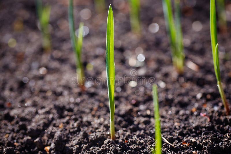 Young Spring Shoots on Plantation Stock Image - Image of farmland ...