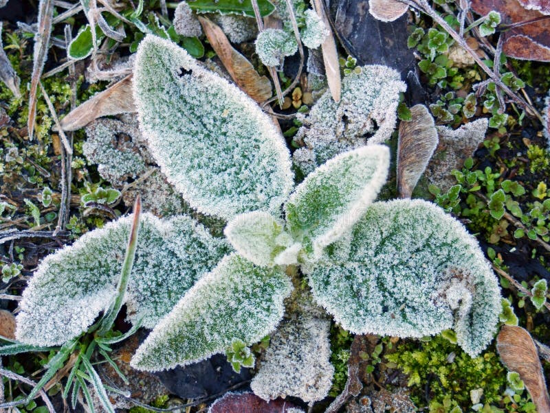 Young Spring Shoots of Plants Covered with Morning Hoarfrost. Stock ...