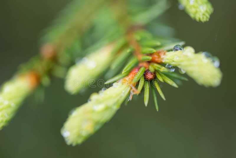 Young Spring Spruce Tree Blossoms on Green Background Stock Photo ...