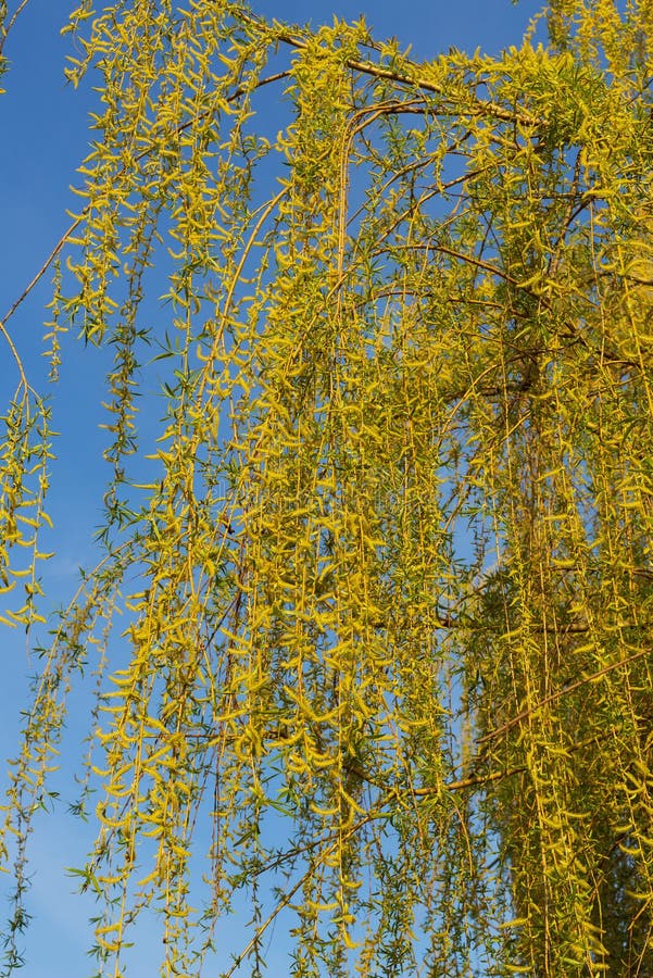 Young Spring Willow Branches with the Sky in the Background Stock Photo ...