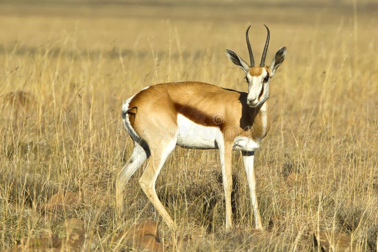 Young springbok antelope stock image. Image of african - 18065179