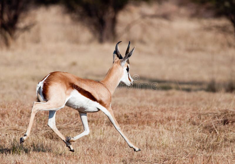 Young Springbok Ram Stretched Out Stock Image - Image of veld ...