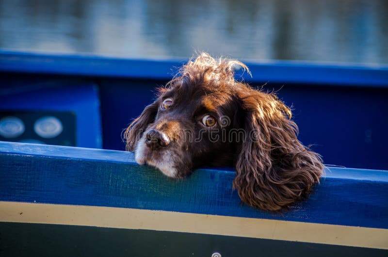 Young Springel Spaniel on a Blue Boat Stock Photo - Image of calm ...